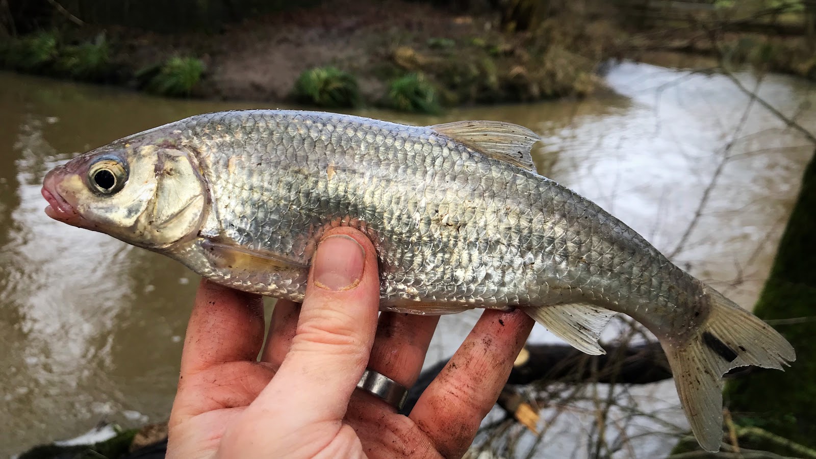 Piscatorial Quagswagging: Small Brook Fishing Pt.1 – Big Dace in the ...