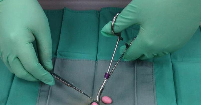 Progressive Charlestown: Spay and neuter