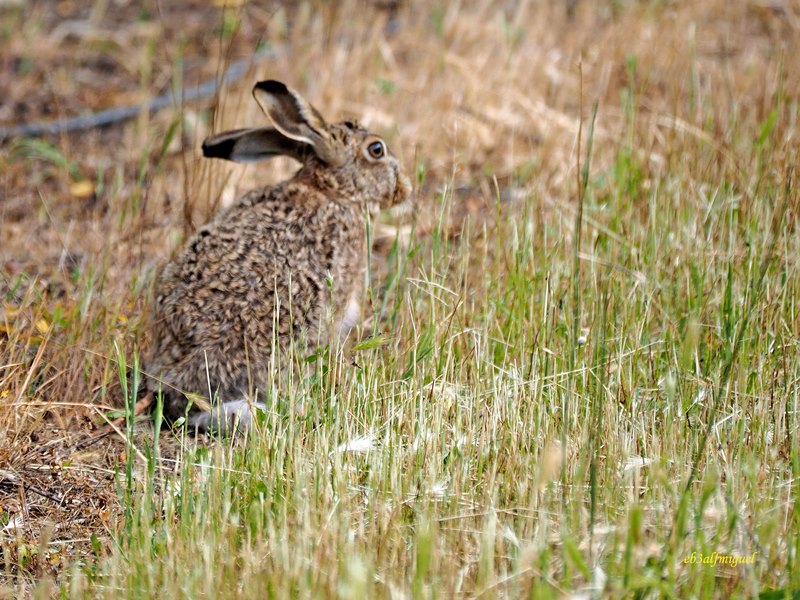 Miguel fotografia: Liebre europea (Lepus europaeus)
