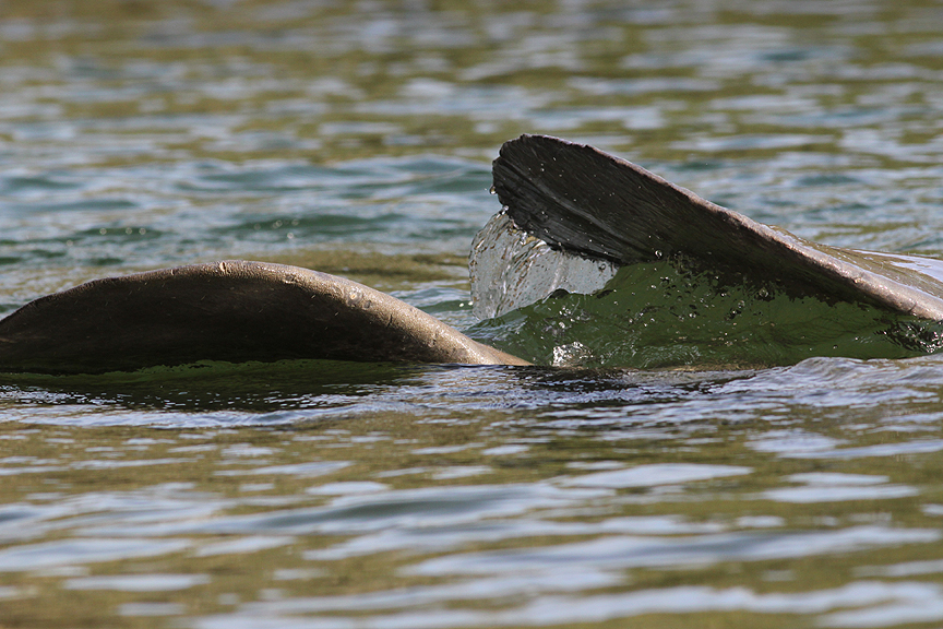 The Rambling Wren: Manatee Tails