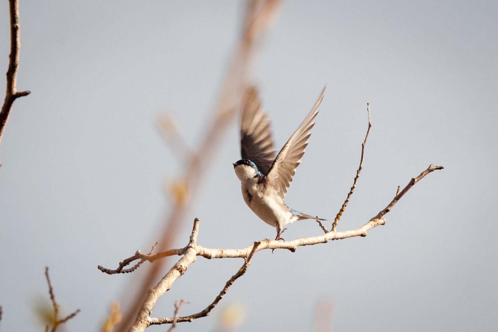 An Assignment: Birding - Parks Academe
