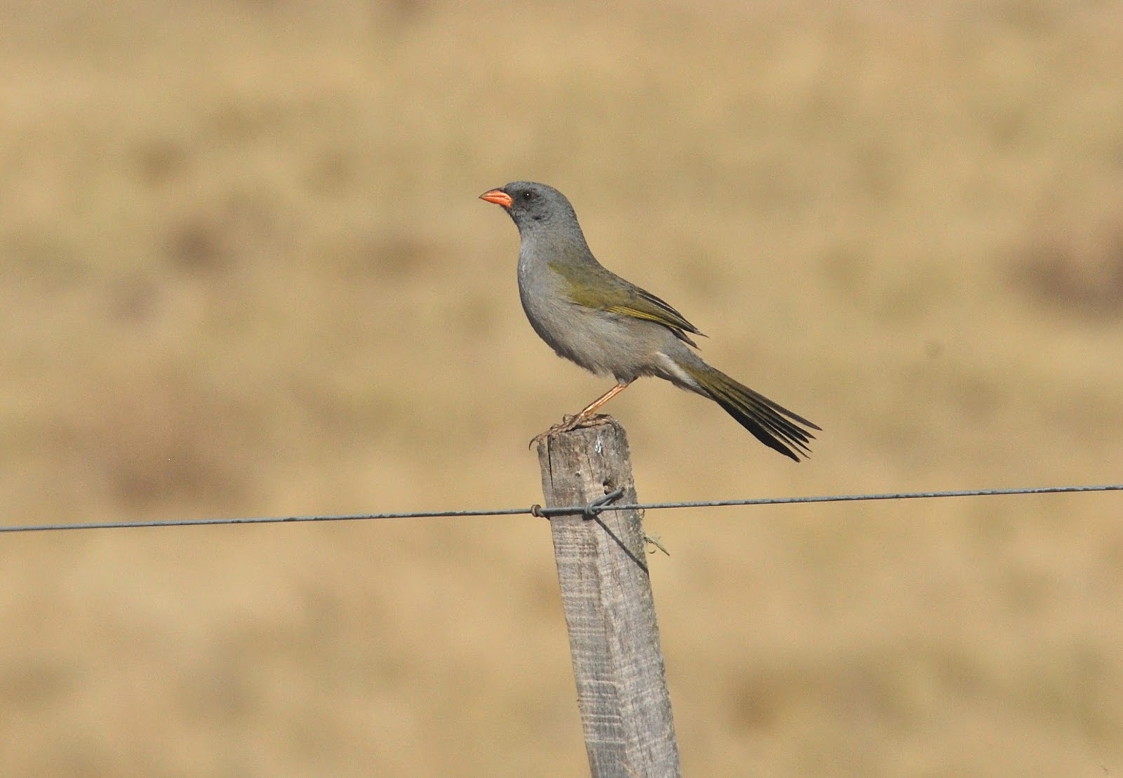 Jan Axel's Blog: The bird of the trip!