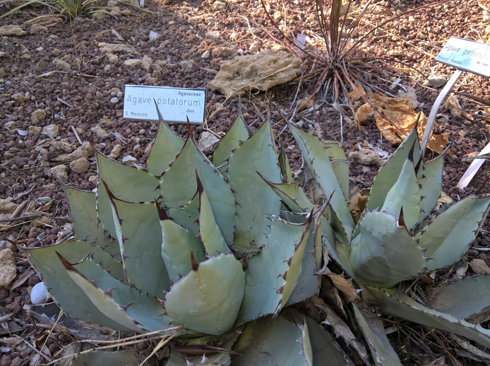 Agave : Come Riconoscere le Diverse Specie - Con Foto e Descrizione ...