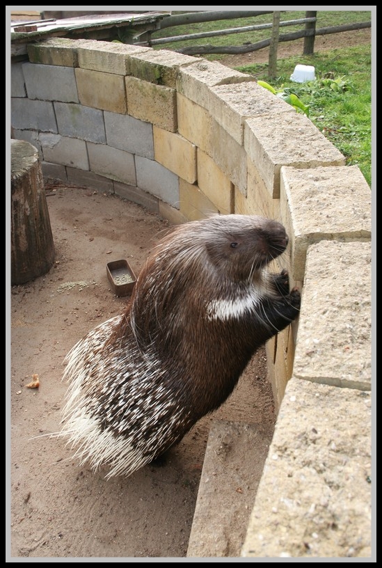 Beszamel i spółka bez ograniczeń: Jeżozwierze Starego Świata. Rodzina ...