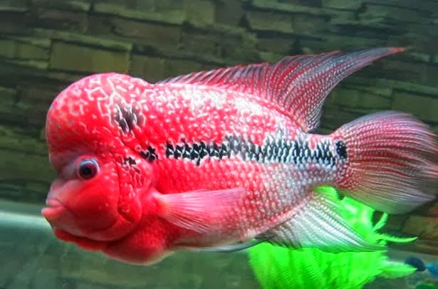 Louhan Super Red Dragon ~ CFF