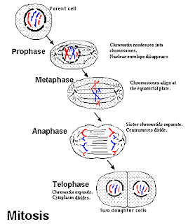 Seb Biology: Mitosis examples
