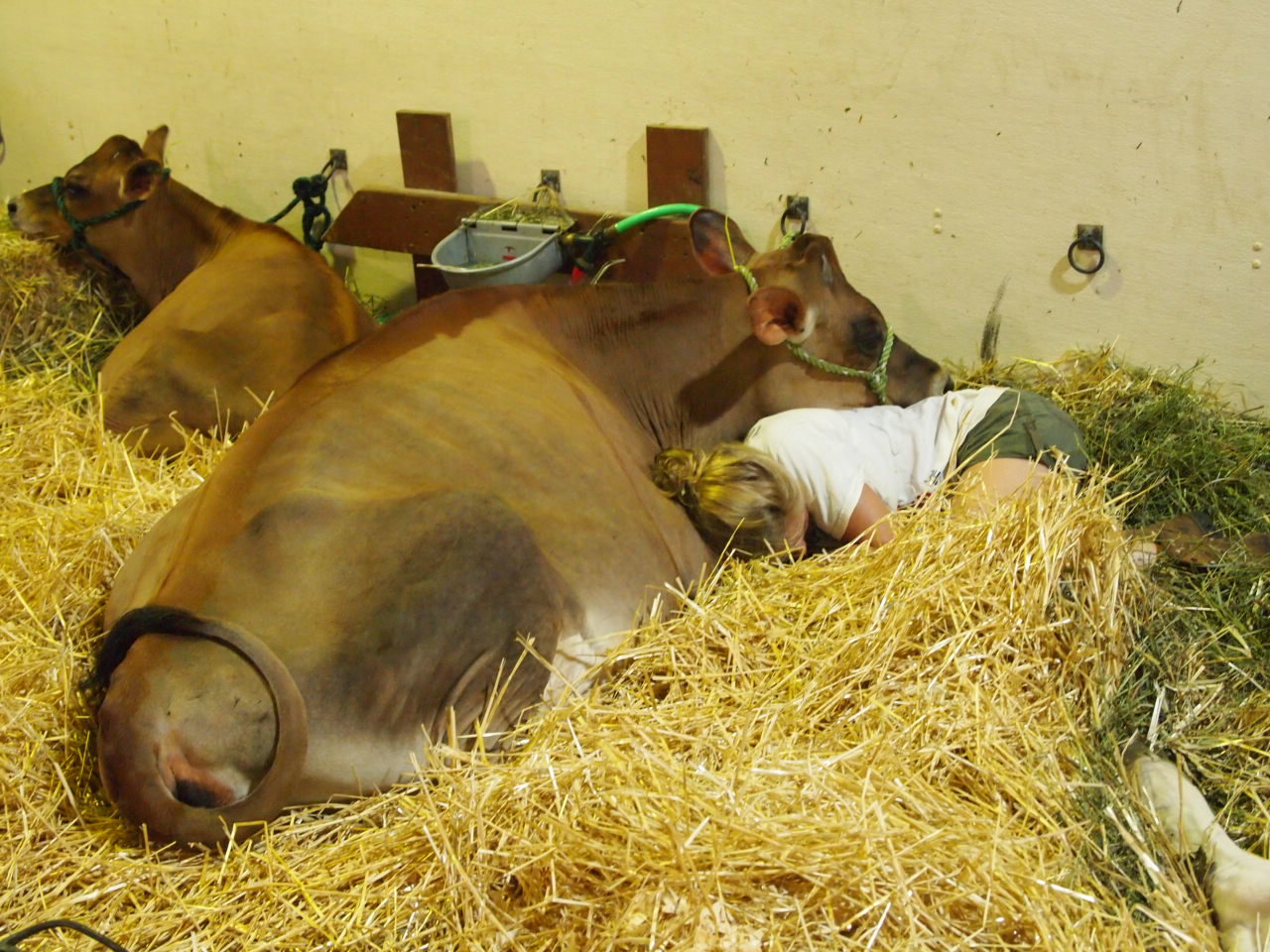 Can Cows Nap Standing Up at Amy Stansbury blog