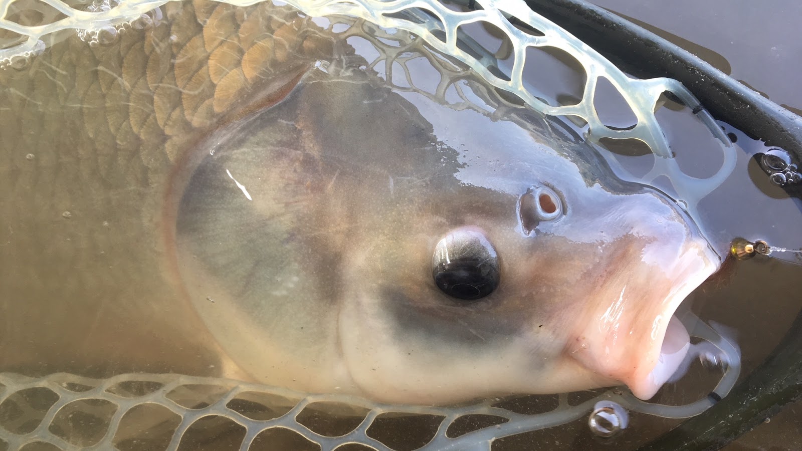 Manitoba Fish Species on the Fly: Bigmouth Buffalo
