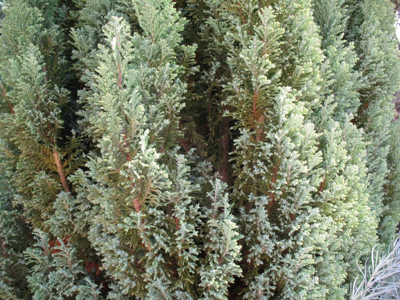 Roses du jardin Chêneland: Chamaecyparis lawsoniana "Ellwoodii"