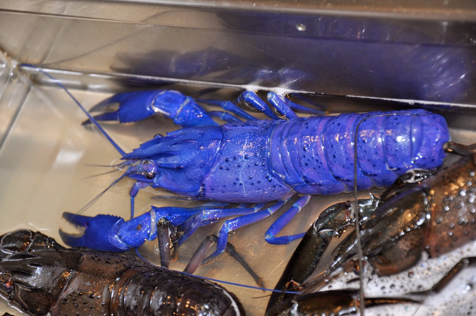 Indubitable: Blue Lobsters: Standing Out in a Crowd