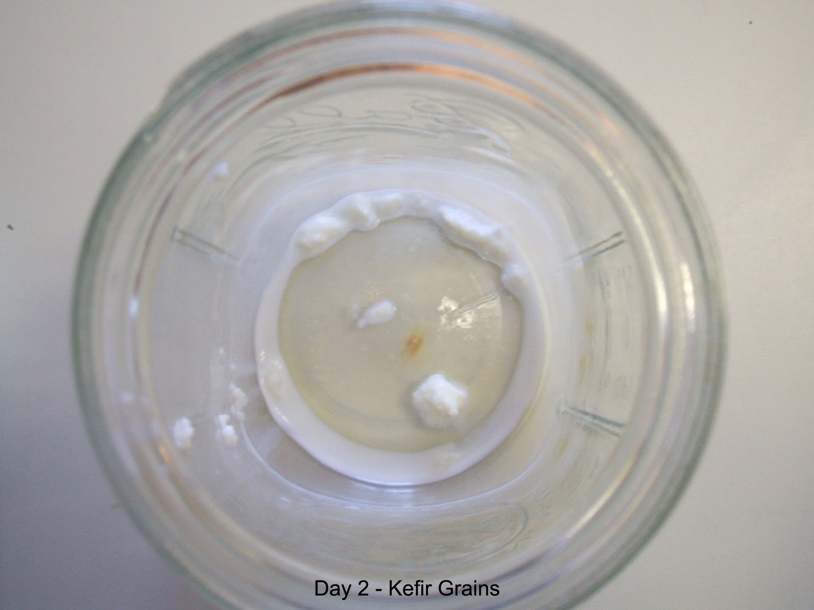 Zen Kefir: Day 2 (Kefir Grains Strained For 1st Time)