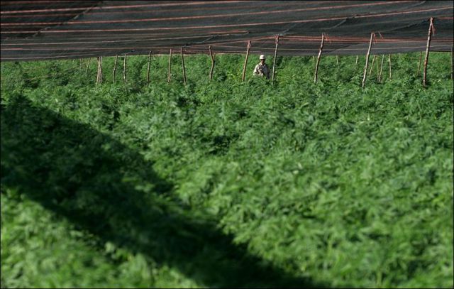 hairulfalah web blog: Kebun ganja "Marijuana" di Mexico terbesar didunia