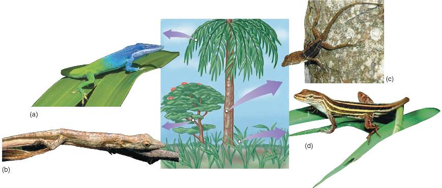 Ciencias de Joseleg: Exclusión competitiva
