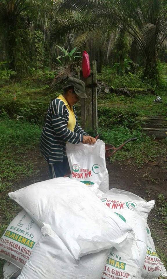 Mengetahui Unsur Hara Makro dan Mikro yang dibutuhkan oleh Tanaman Mengetahui Unsur Hara Makro dan Mikro yang dibutuhkan oleh Tanaman