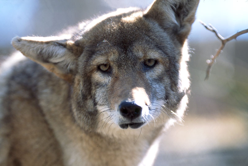 Catalogue of Organisms: The Wolf in Time