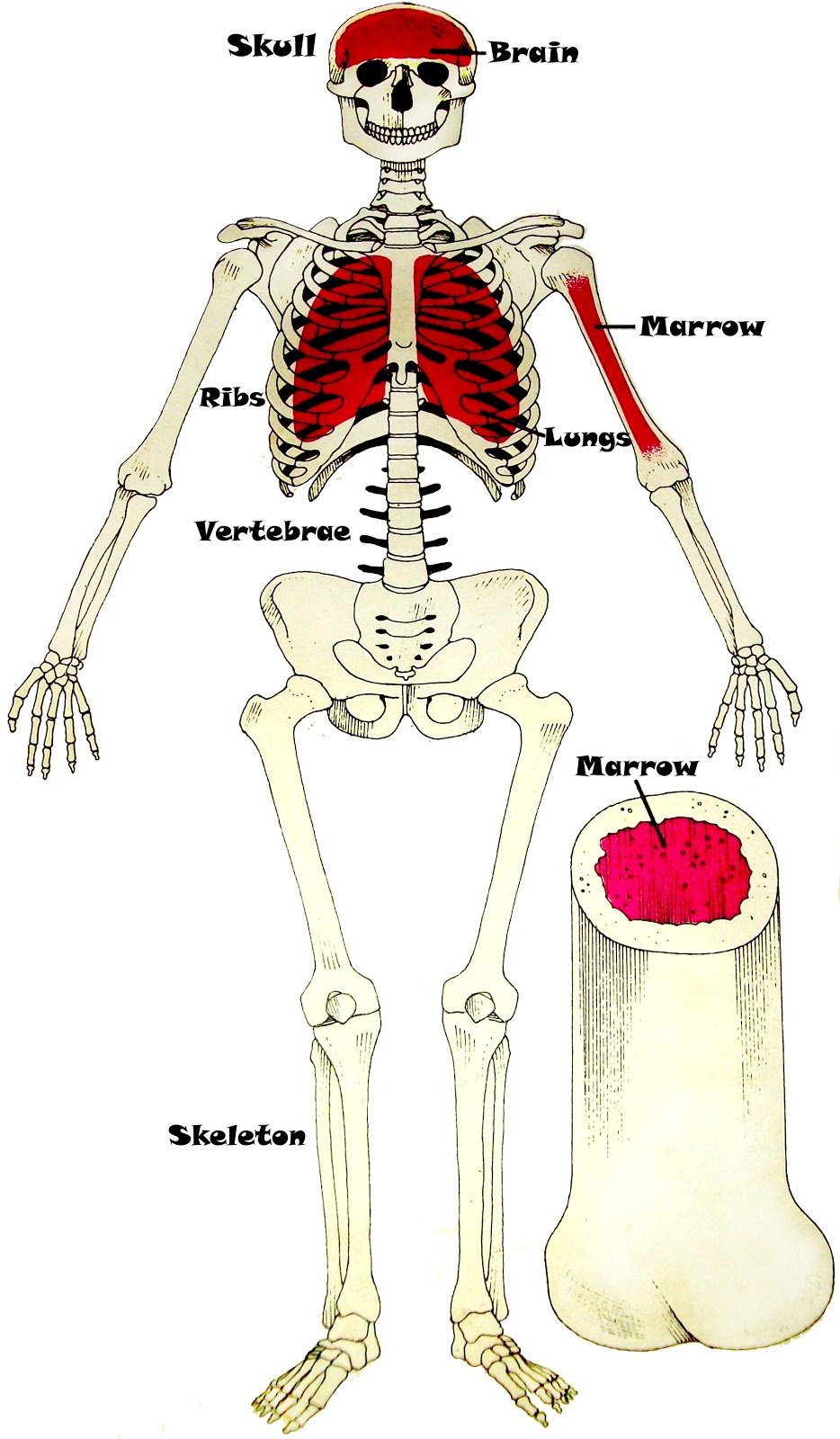 B u B b L e L i B R A R Y: Why do we have bones?