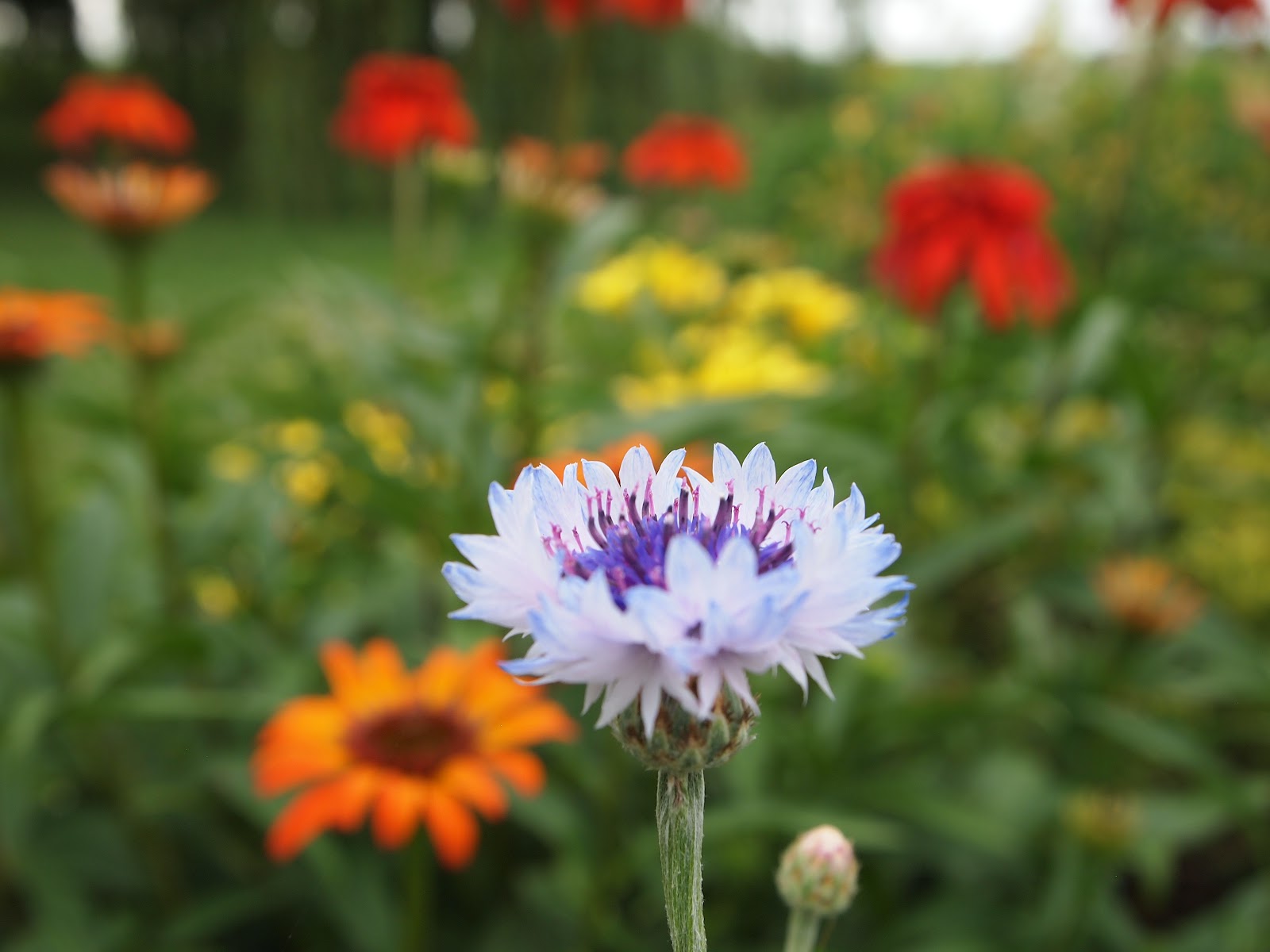 Craft Room Confidential: iPhone Case Insert