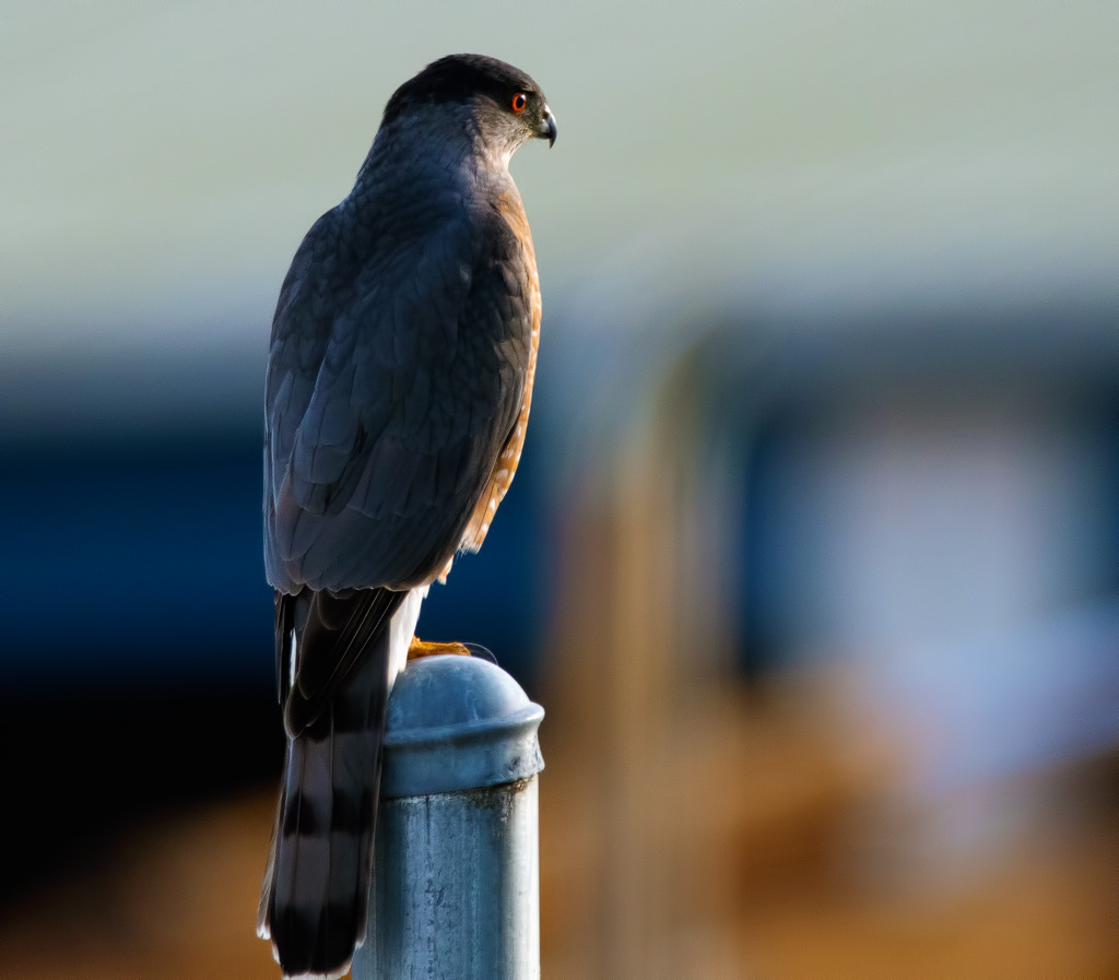 Hawk Identification Tips from every angle (Sharpie vs Cooper and Red ...