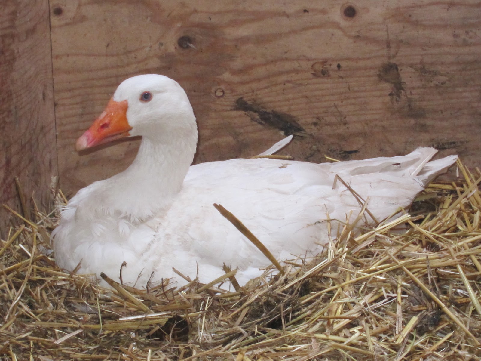 Tales from Swallow Farm: Goose bumps