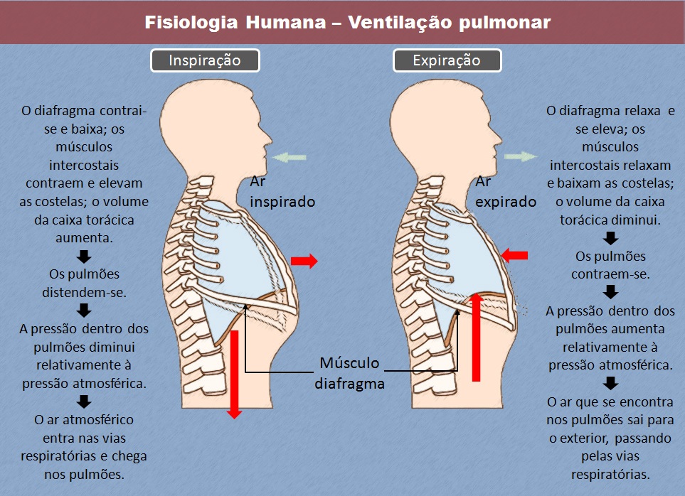 Ciência Viva: Mais exemplos de atuação da pressão atmosférica