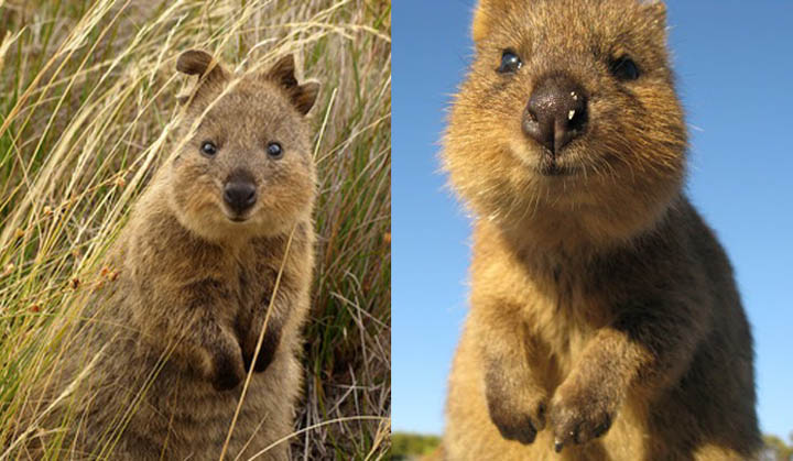 Quokka - Amaxing