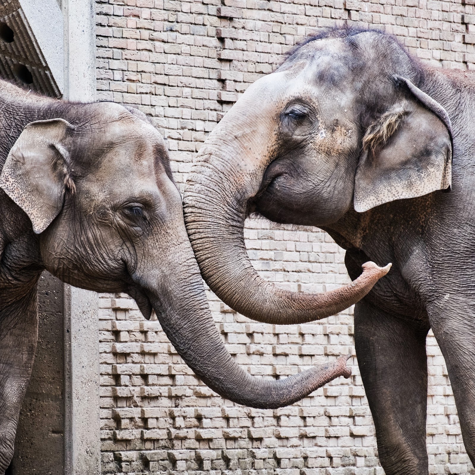 Fakta Unik Gajah dan Kemampuan dari Detiap Tubuhnya yang Belum Kamu ...