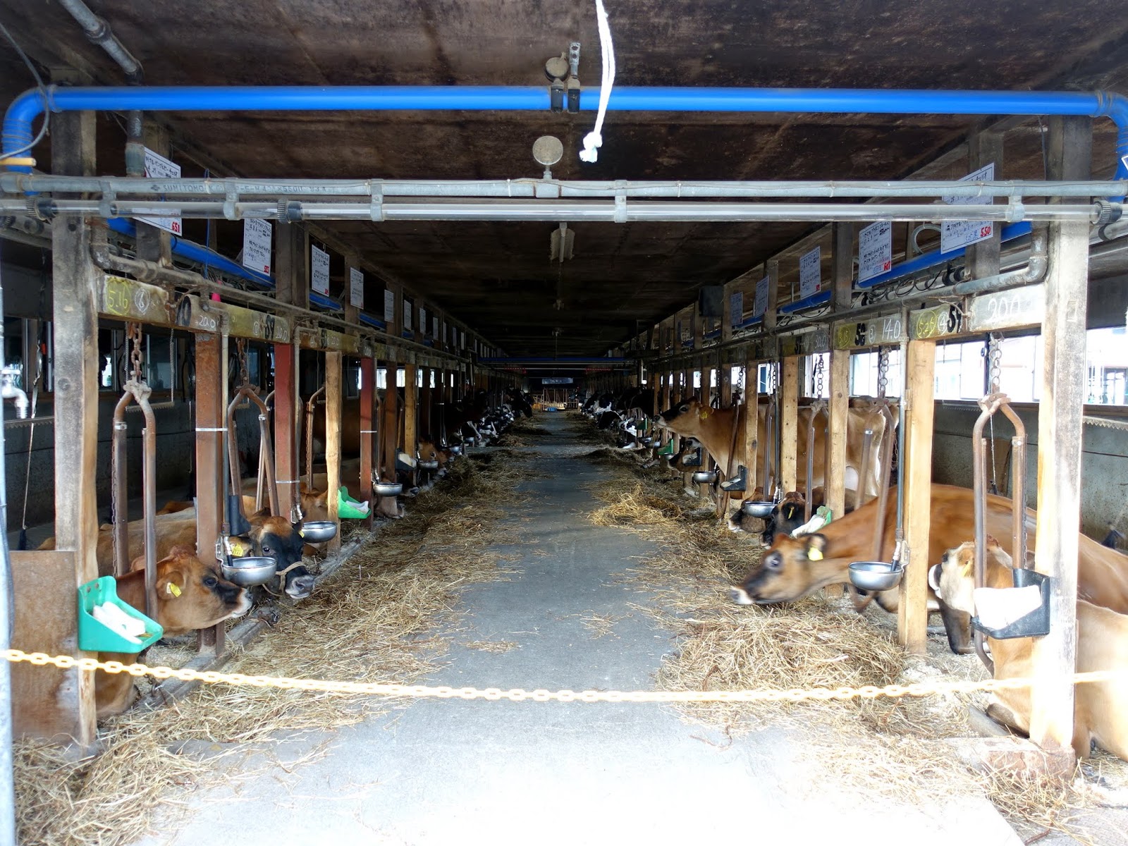 Yamakawa Bokujyo 山川牧場 (Onuma, JAPAN) ★★★★☆ | A traveling foodie's ...