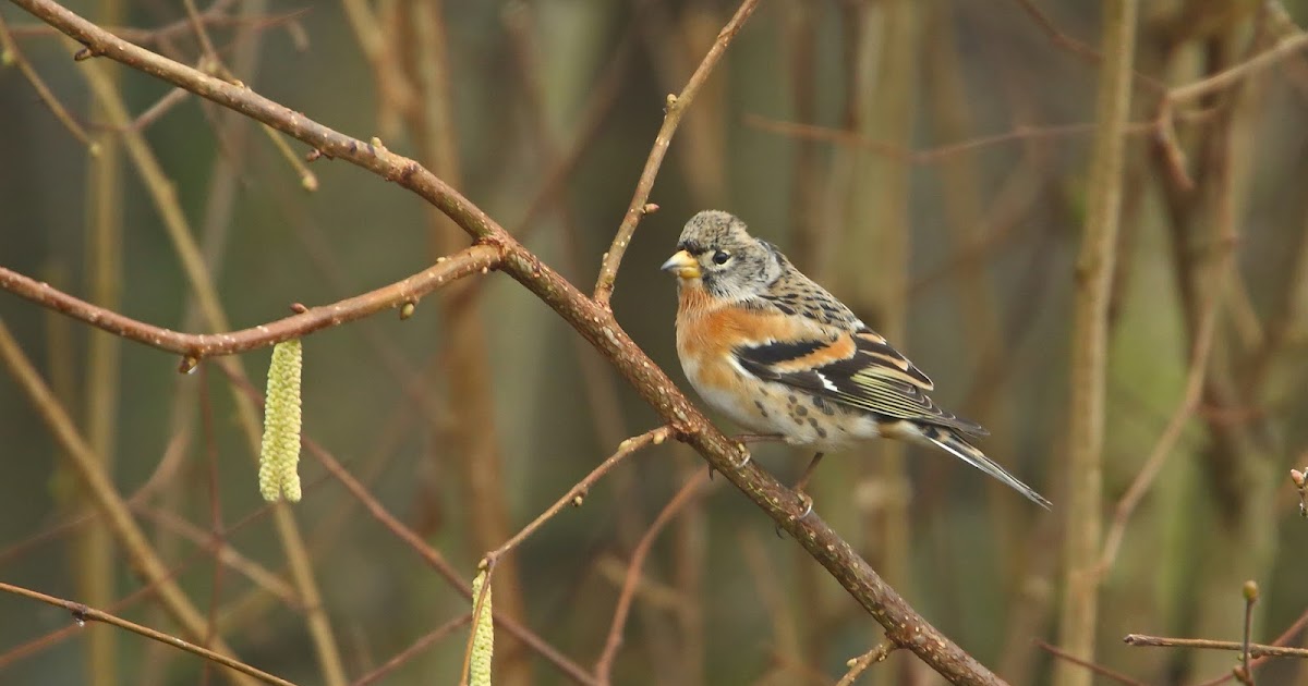 Hedgeland Tales: Garden Bramblefinch