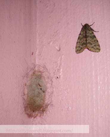 The Provenciana's Urban Activities: Creepy Crawlers!!! Higad Season!