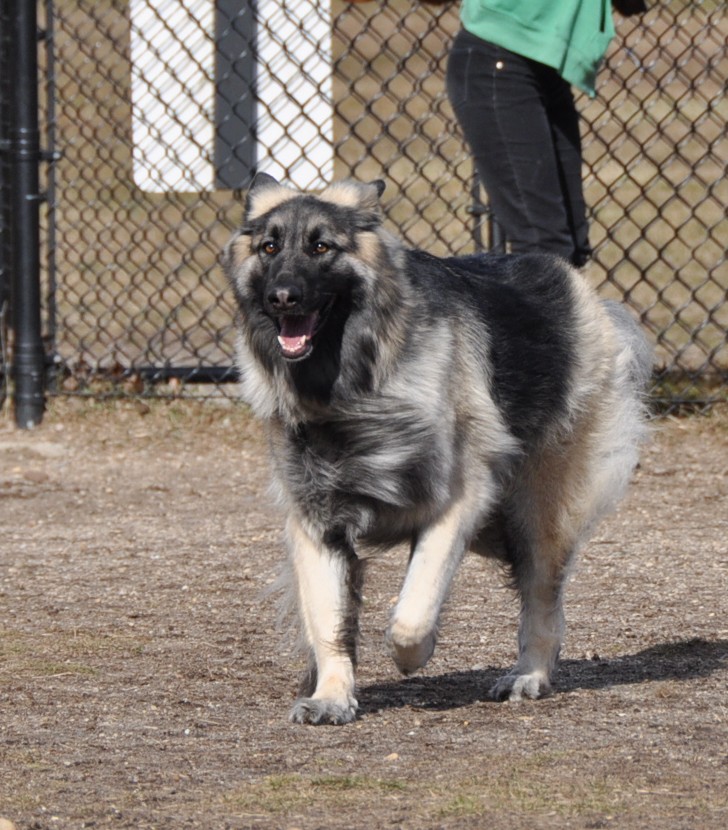 Cooper's Shiloh Shepherd Blog