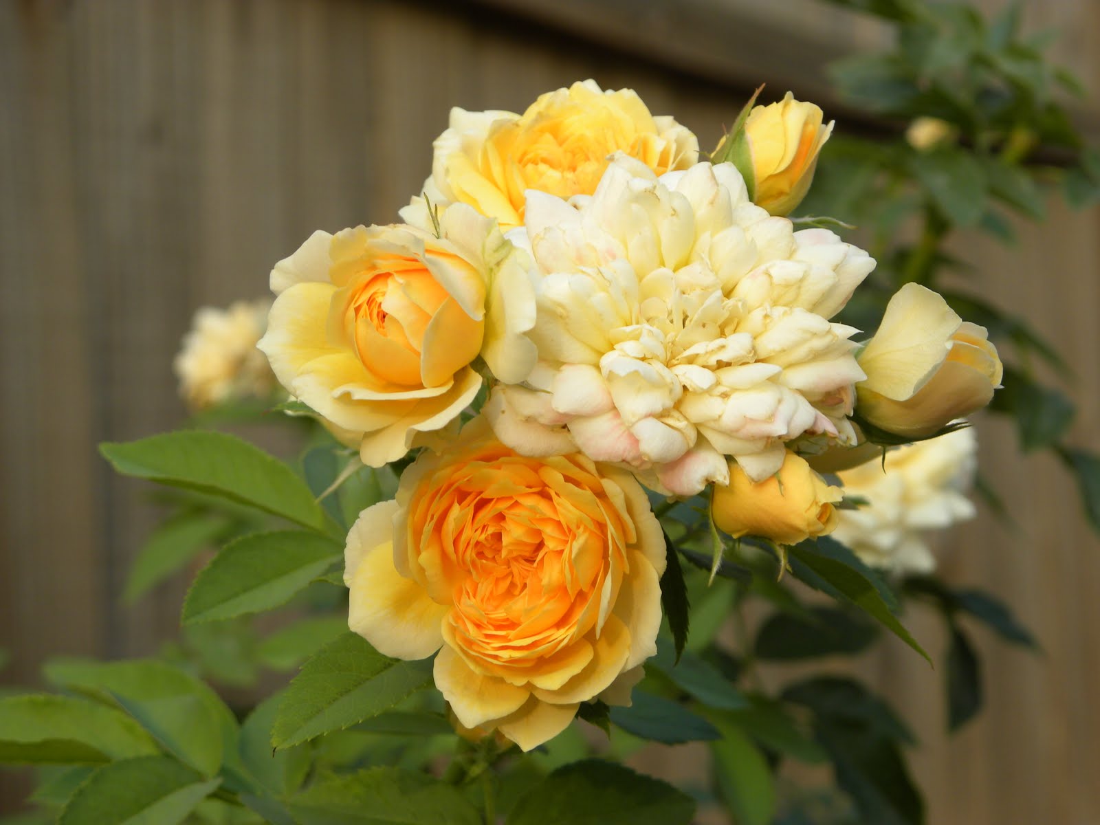 Red Dirt Roses: A New Hybrid Musk Rose - Jeri Jennings