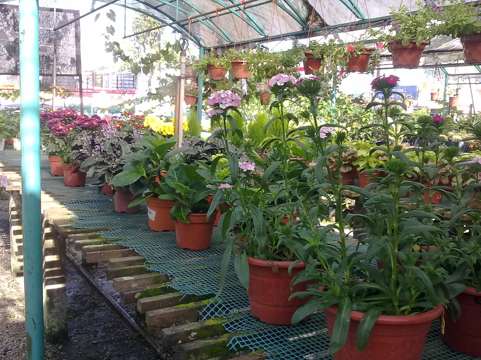 Coretan Cikgu Mimi: Singgah Nurseri Bunga