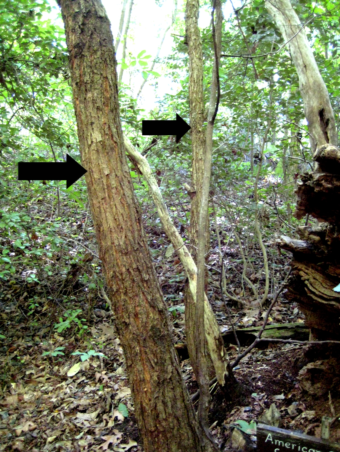 Fossils and Other Living Things: Hoping for a Chestnut