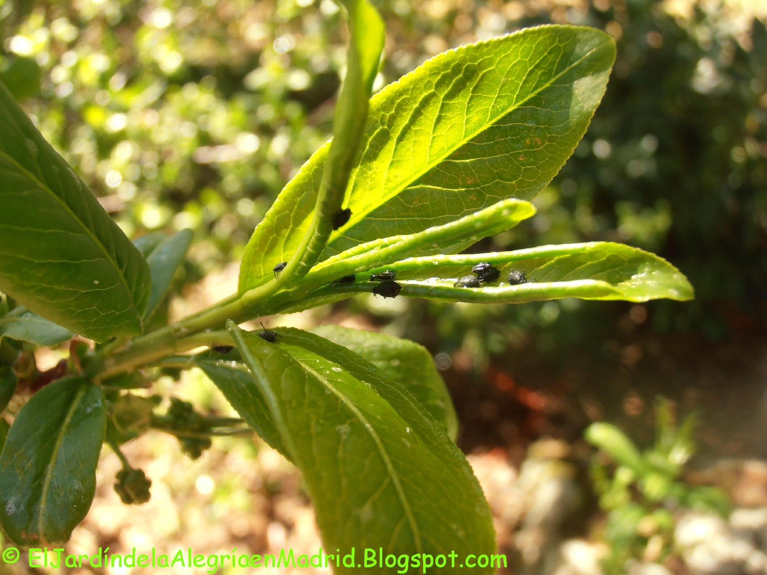 El jardín de la alegría : Pulgón negro (Aphis fabae) en Euonymus europaeus