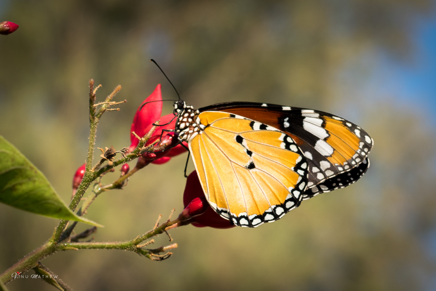 Birds of Saudi Arabia: Plain Tiger – Record by Vinu Mathew