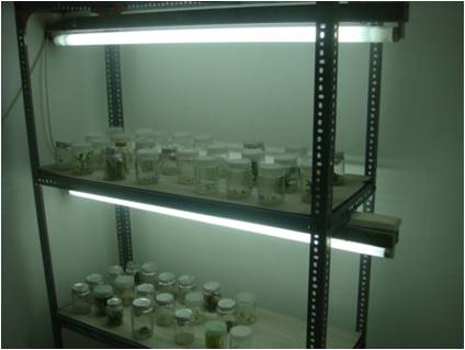 Kultur Jaringan: Fungsi dan Gambar Alat-Alat Laboratorium