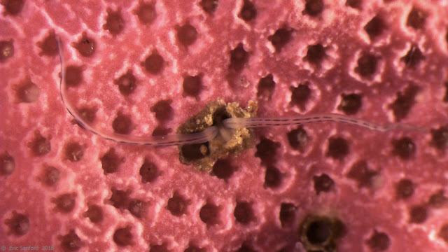 The Natural History of Bodega Head: Polydora the Explorer