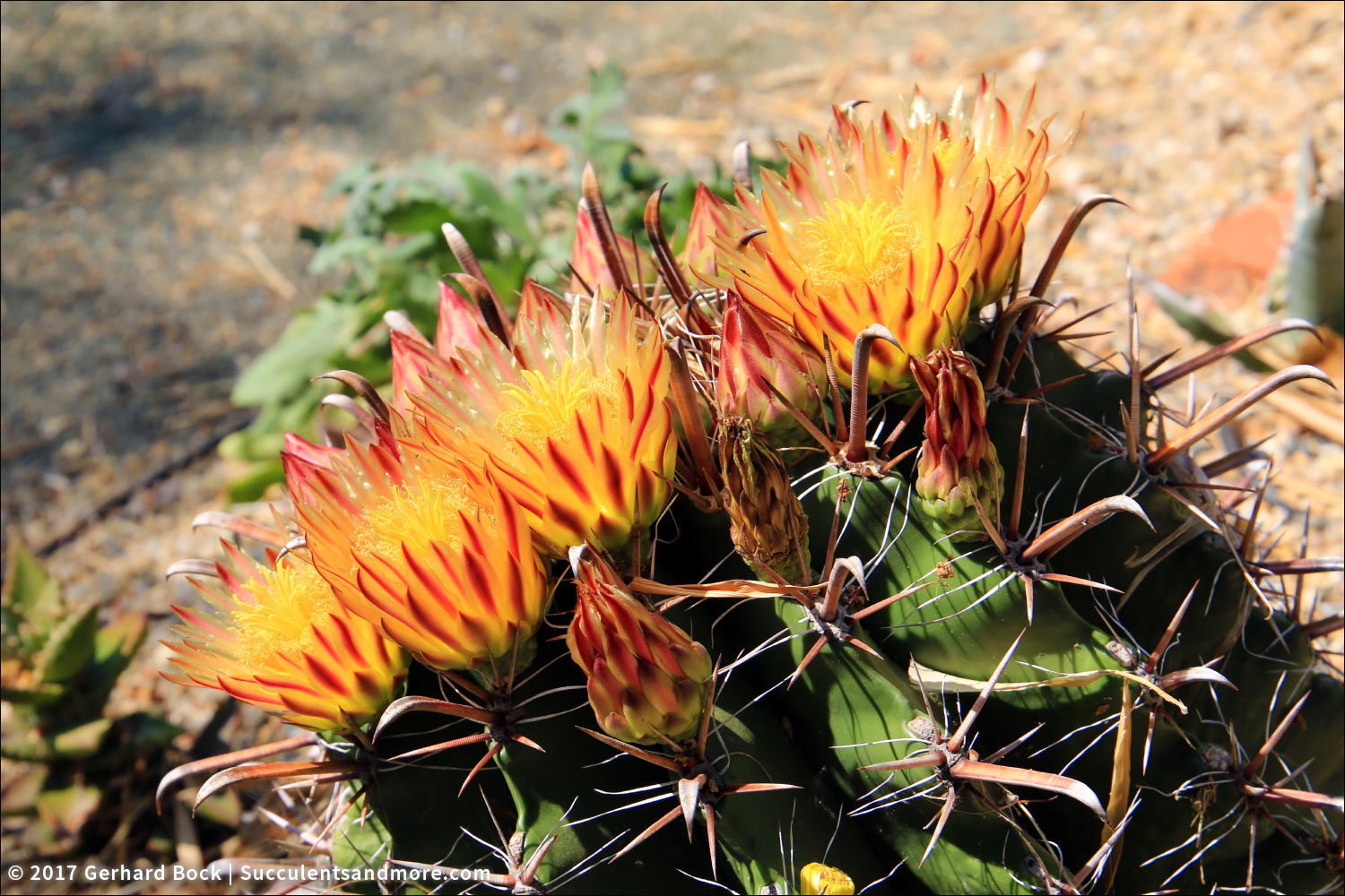 Twisted barrel cactus has to a greater extent than flowers than ever