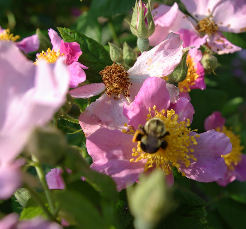 sweetbay: Prairie Roses
