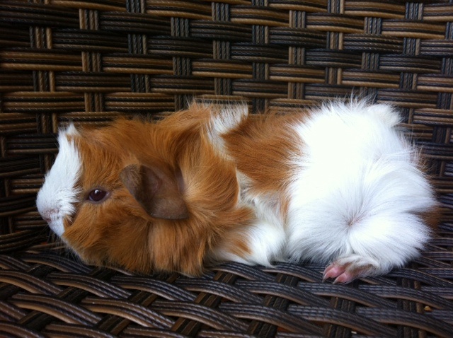 littlefurryones: Sheeba Mini Yak babies - ADOPTED