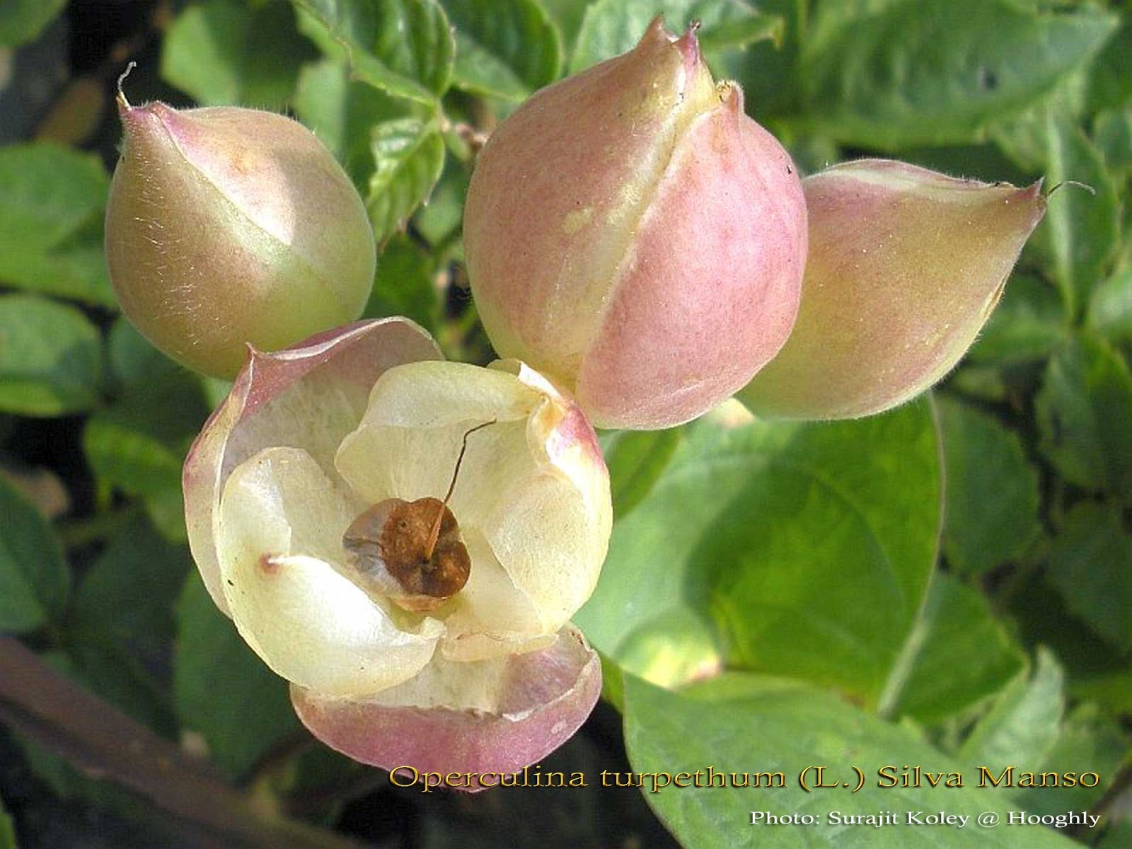 Medicinal Plants: Operculina turpethum