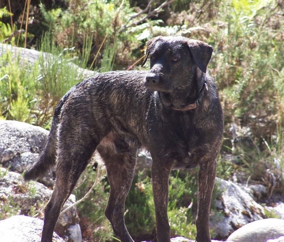 Raças de Cães do Mundo Inteiro: Cão de Castro Laboreiro