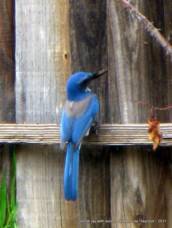 Medusa's Kitchen: Daffodils and Birds