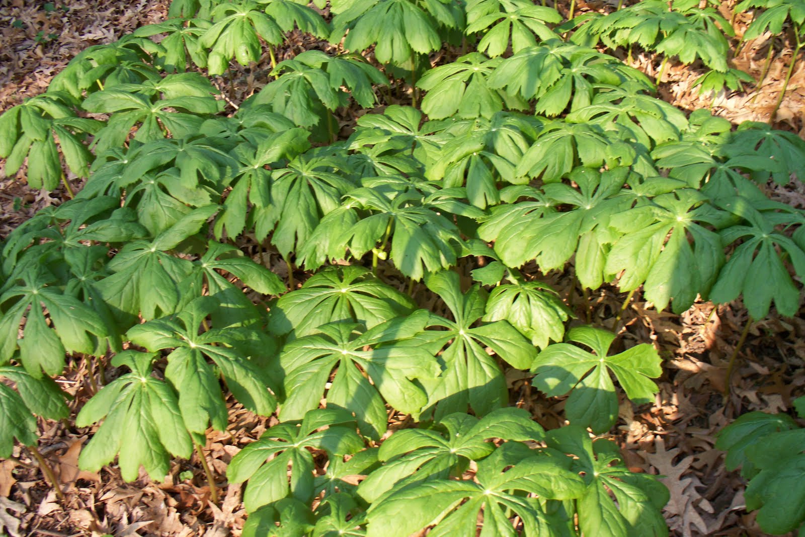 PlantPostings: Plant of the month: Mayapple(with a nod to Trillium and ...