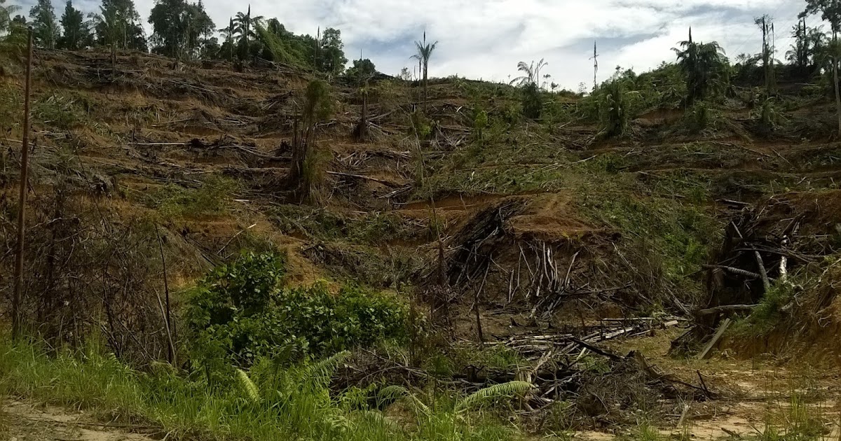 TRAVEL AND LEISURE IN BORNEO: BORNEO: How do we save our environment?