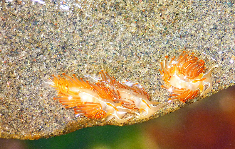 Buzz's Marine Life of Puget Sound: Jun 12, 2012