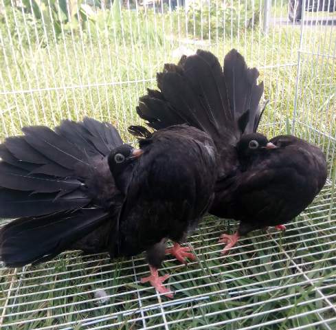 jenis jenis merpati hias ekor kipas | Pawiro Bird Farm | Dove and ...