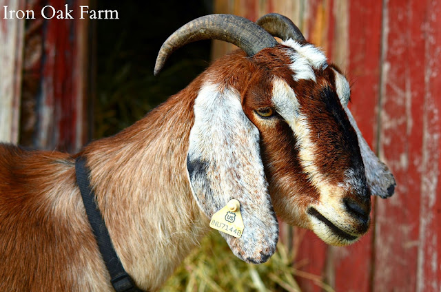 Iron Oak Farm: Goats