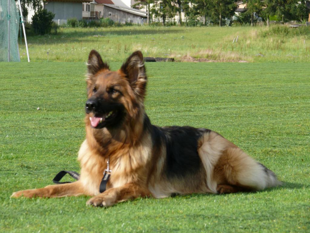 Psi i štenci, odgoj i dresura: Njemački ovčar