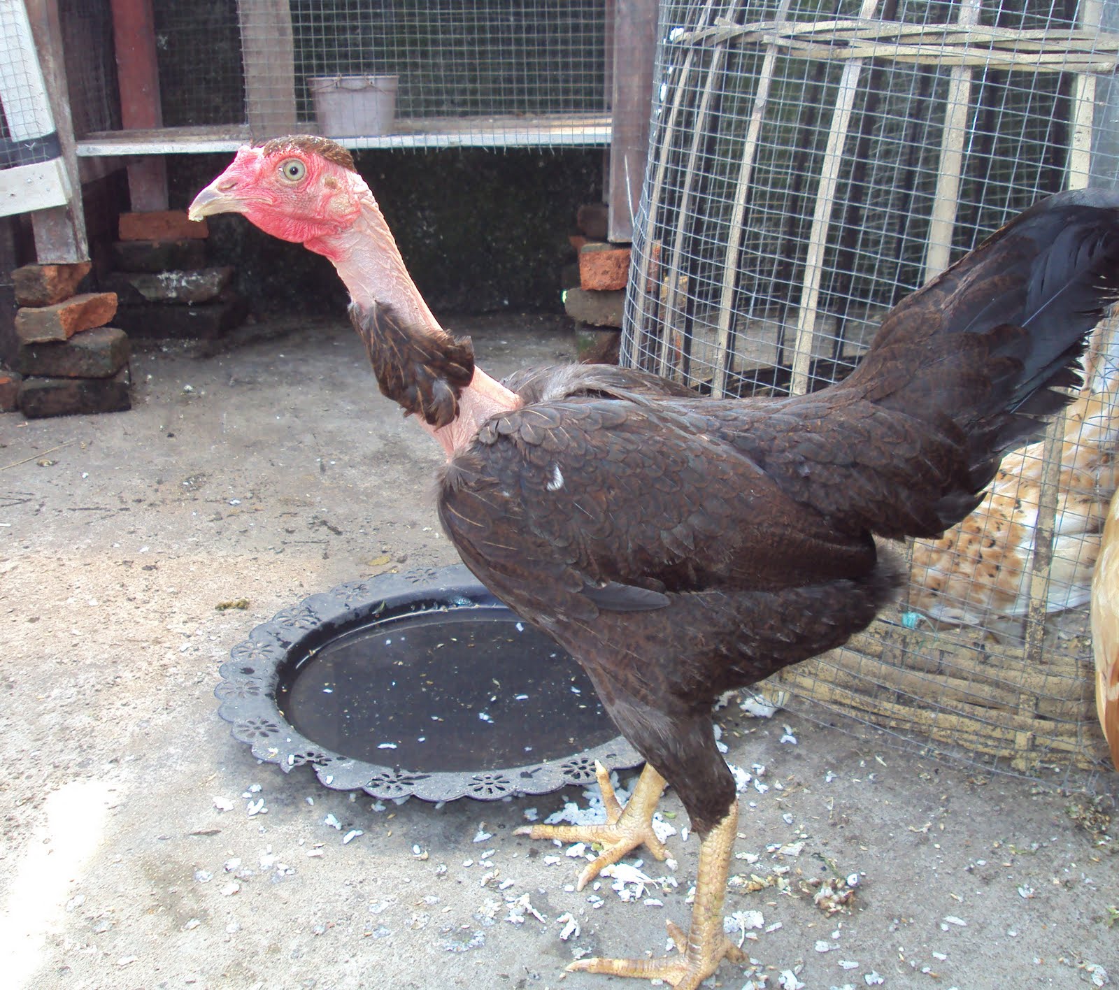 toko bagong farm: jual ayam gundul / ayam saigon